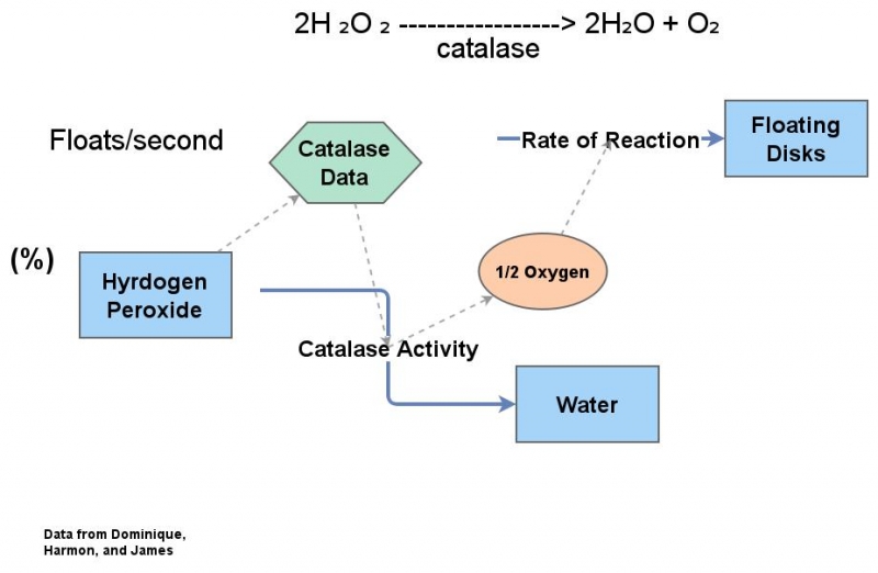 Catalase Enzyme Model | Insight Maker