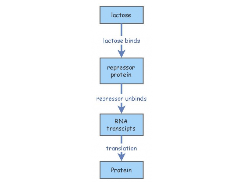 Lac Operon - simple | Insight Maker