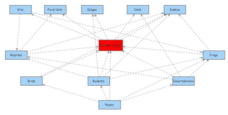Food Web - Northern Quoll | Insight Maker