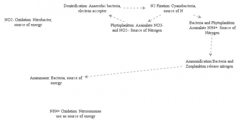 Nitrogen Cycle | Insight Maker
