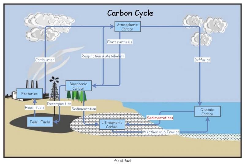 carbon cycle | Insight Maker