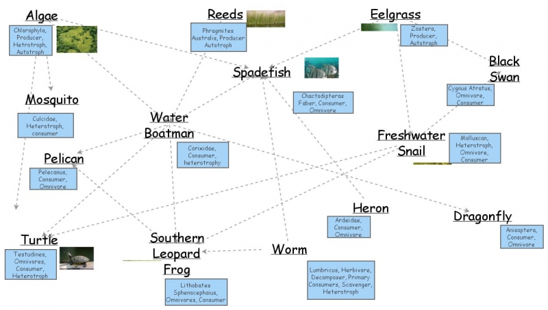 Foodweb | Insight Maker