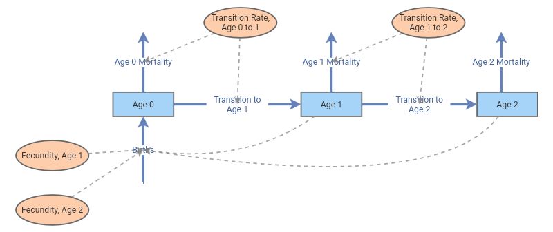 Lab#3_Age-Structured Model | Insight Maker