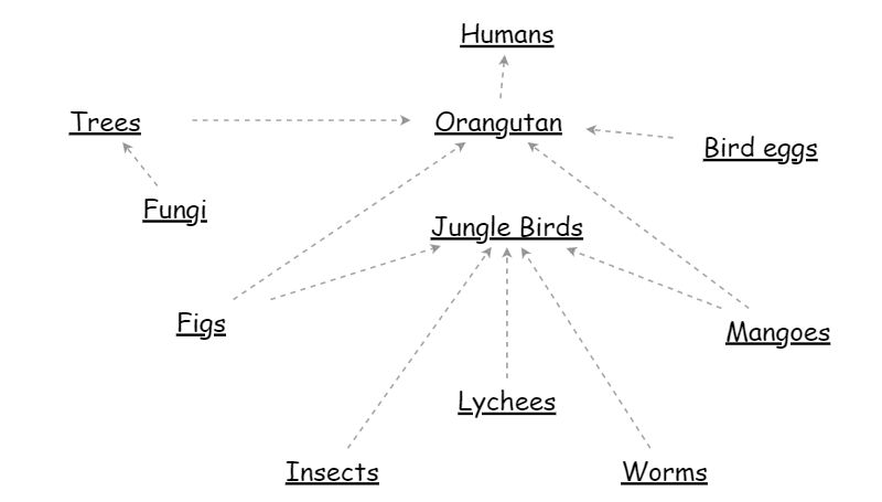 Orangutan food chain | Insight Maker