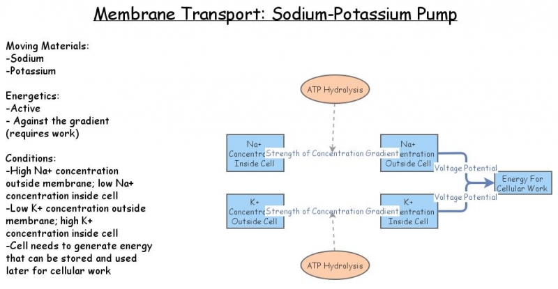 Sodium-Potassium Pump | Insight Maker