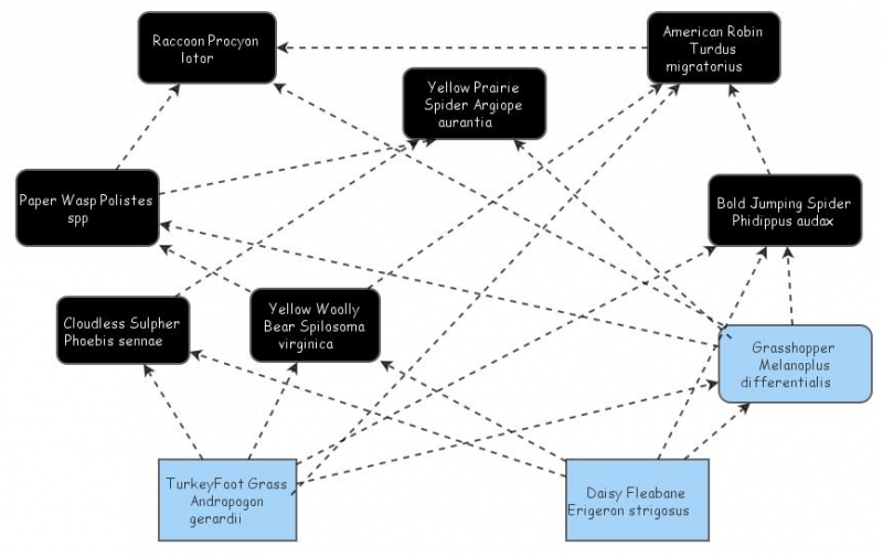 Prairie food web | Insight Maker