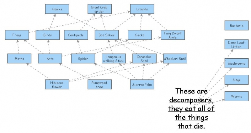 Science food Web | Insight Maker