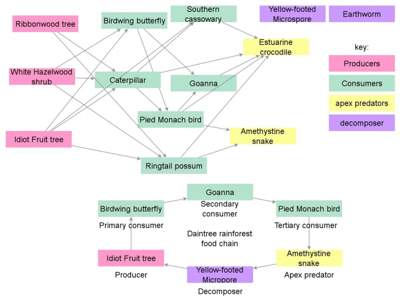 Jesslyn Spillman Daintree rainforest food web | Insight Maker