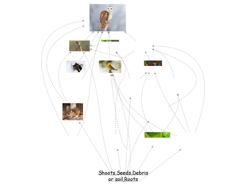 Owl Food Chain | Insight Maker