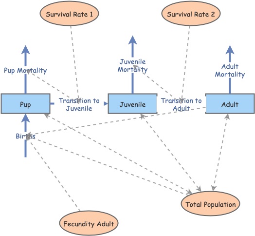 Density-Dependent Female Sea Otter Stage Structure (FINAL) | Insight Maker