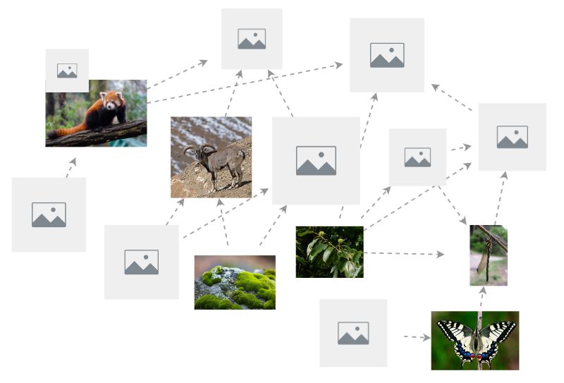 Food Web | Insight Maker