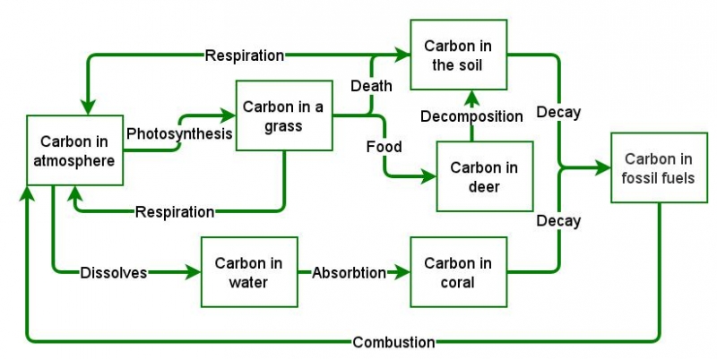 Carbon Cycle | Insight Maker