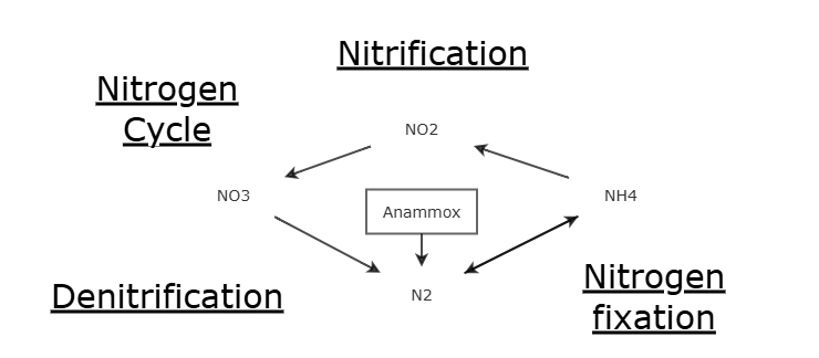 Nitrogen Cycle | Insight Maker