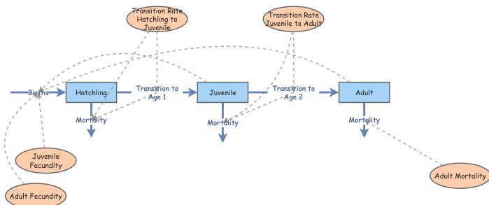 Red Tail Hawk Age Structure Sim | Insight Maker