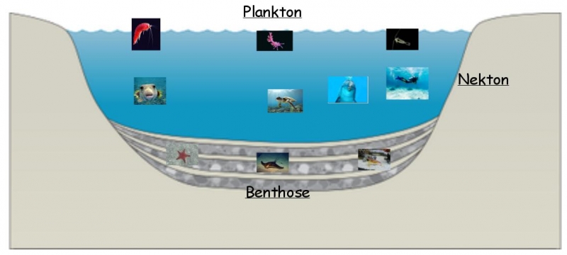 plankton and benthose lake | Insight Maker