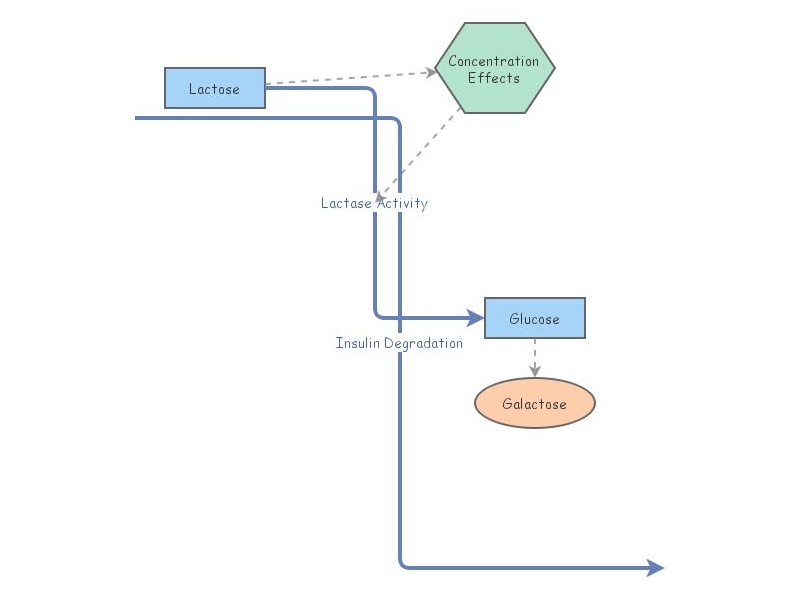 Enzyme Model | Insight Maker