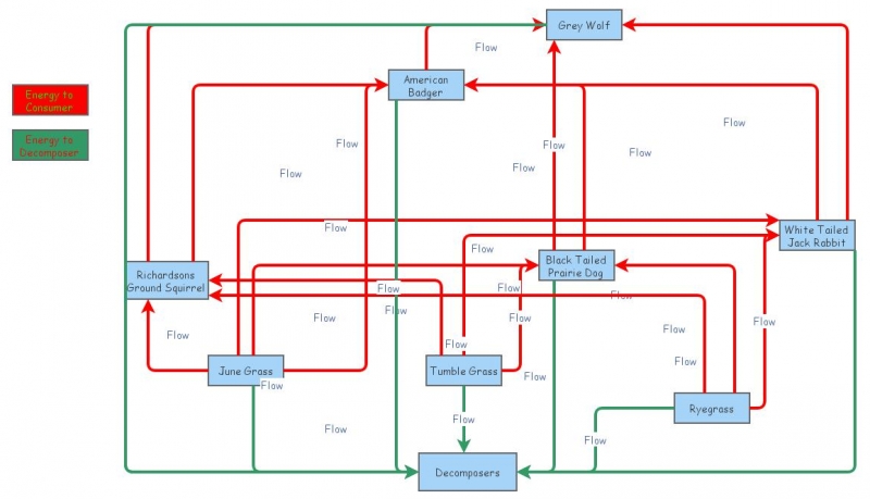 Badger Food chain | Insight Maker