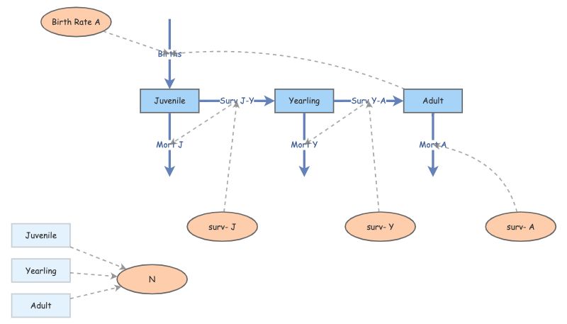 Age Structured Model | Insight Maker
