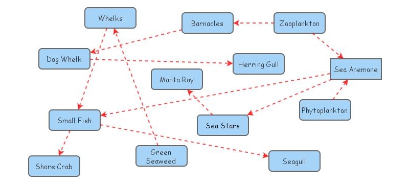 Rockpool Food Web | Insight Maker