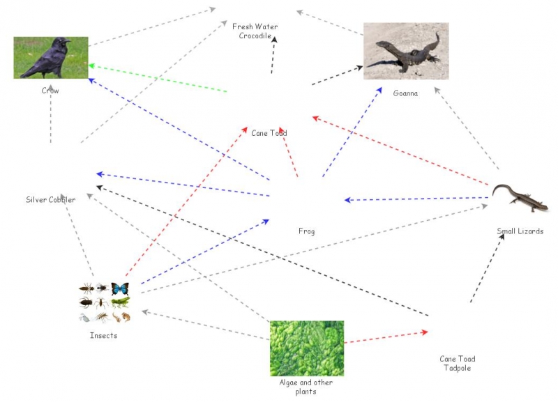 Cane Toad Food Web | Insight Maker