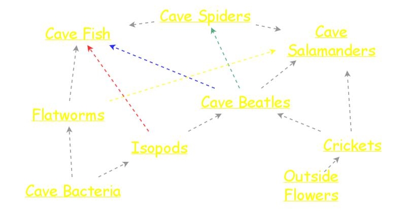 Clone of Mammoth Cave Food Web | Insight Maker