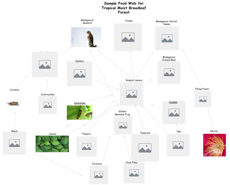 Clone Food Web for Tropical Grassland Biome | Insight Maker