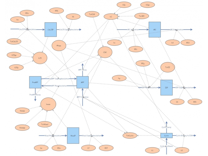 Clone of Cell Cycle Control Model - Maryam | Insight Maker