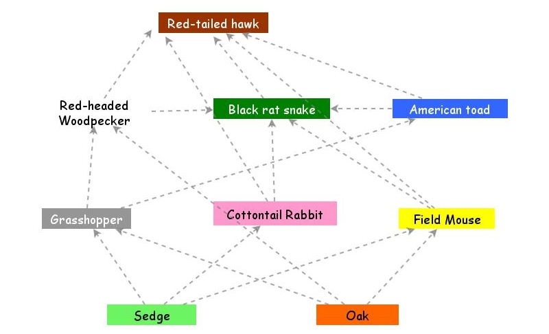 Terrestrial Food Web | Insight Maker
