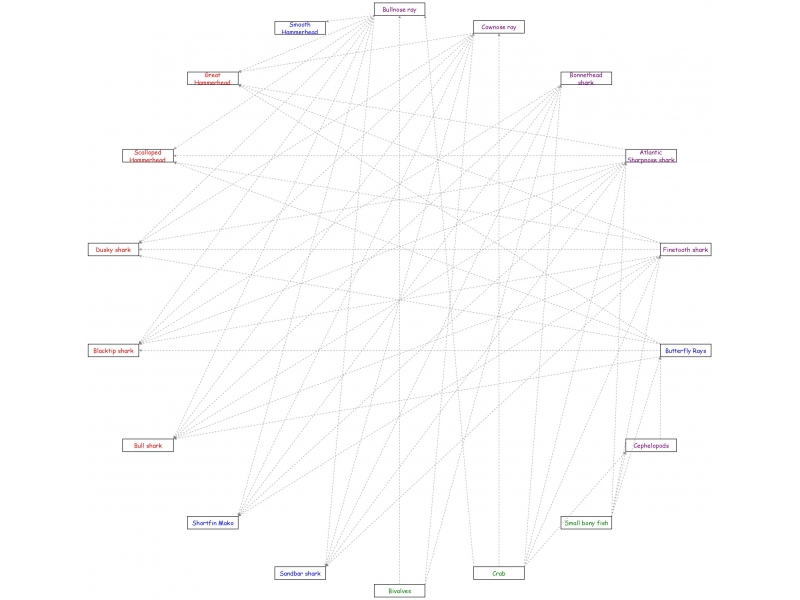 Scallop Food Web | Insight Maker