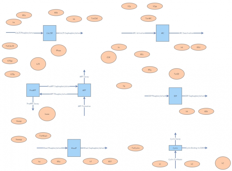 Clone of Cell Cycle Control Model--Template | Insight Maker