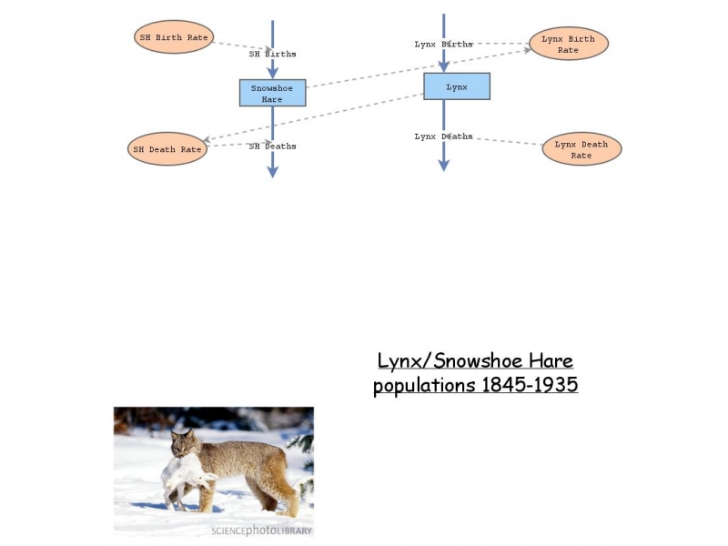 Clone of NRES 470: Lynx/Snowshoe Hare Predator/Prey Relationship | Insight Maker