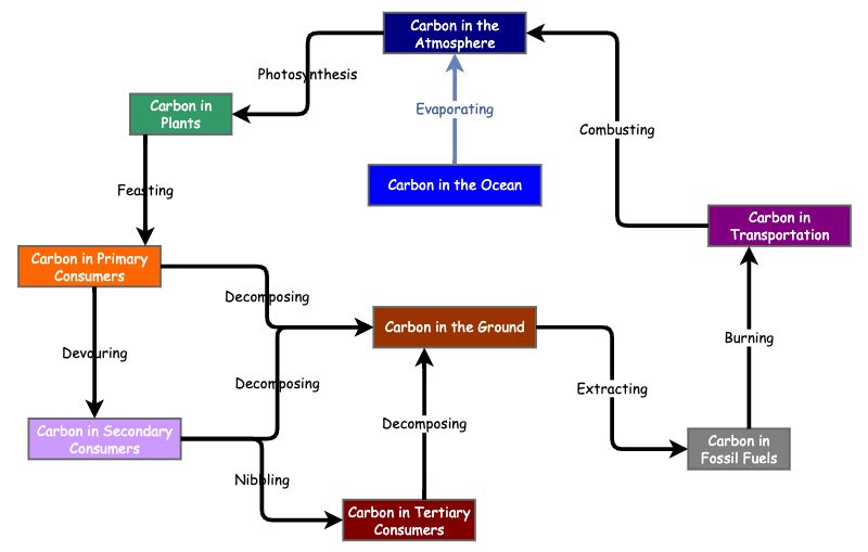 Carbon Stock and Flow | Insight Maker
