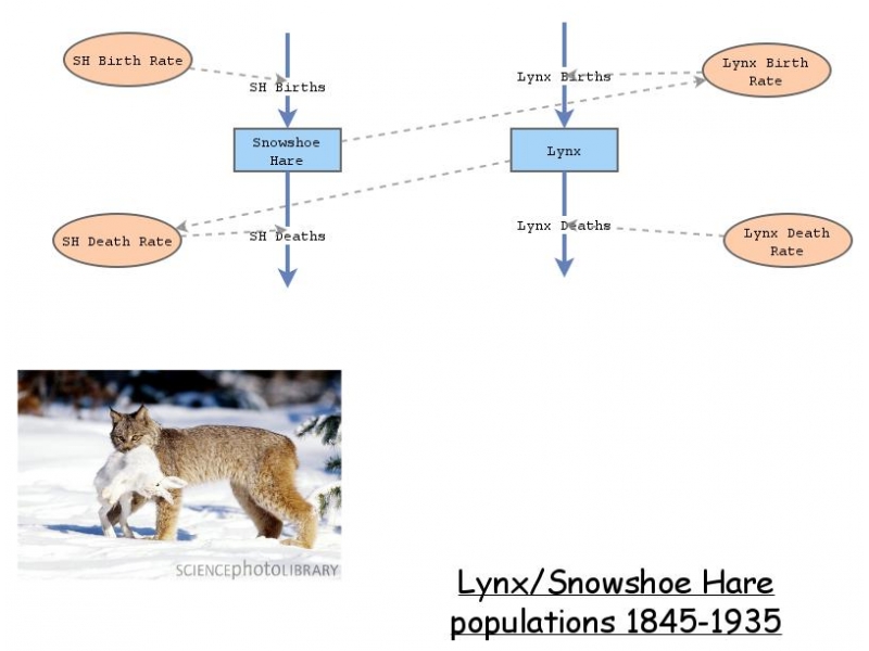 Clone of Bio Project-Lynx/Snowshoe Hare-->Predator/Prey Relationship | Insight Maker
