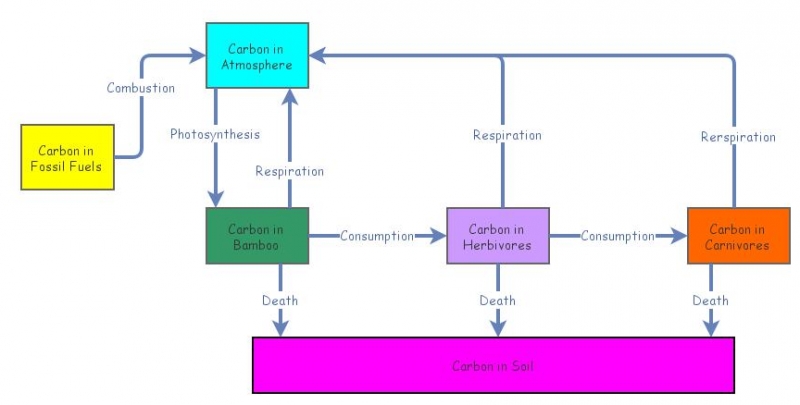 Carbon Cycle | Insight Maker