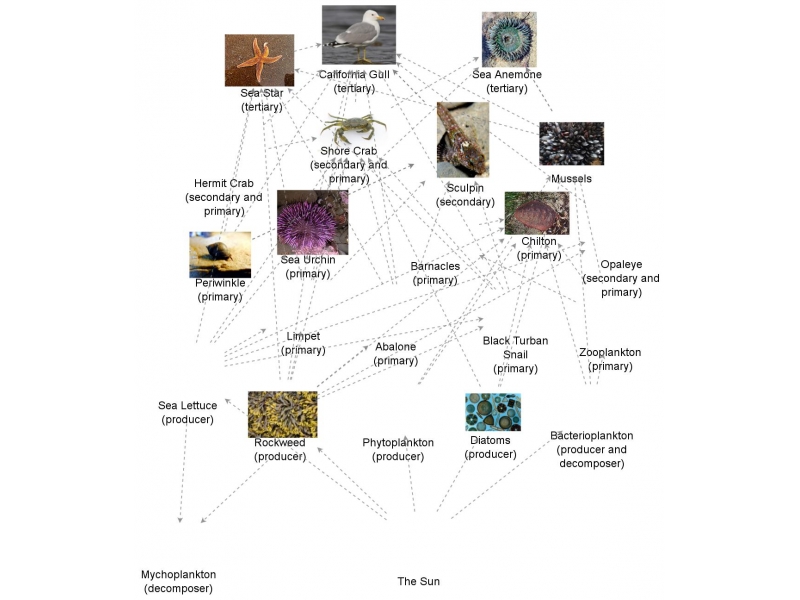 Clone of Tide pool food web | Insight Maker