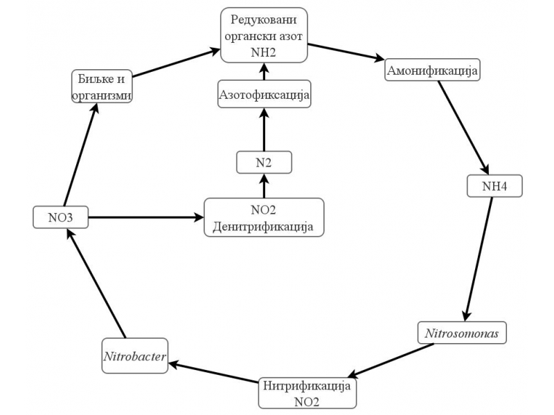 Nitrogen cycle | Insight Maker