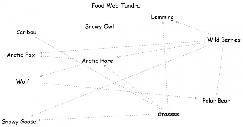 Food Web-Tundra | Insight Maker