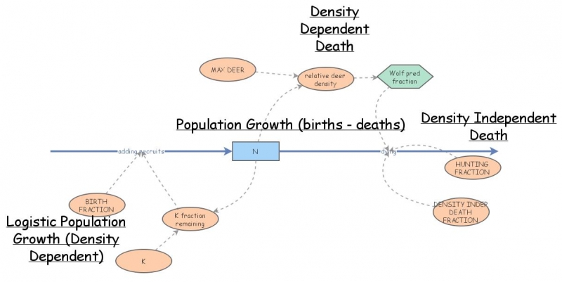 Deer Pred Prey Model | Insight Maker
